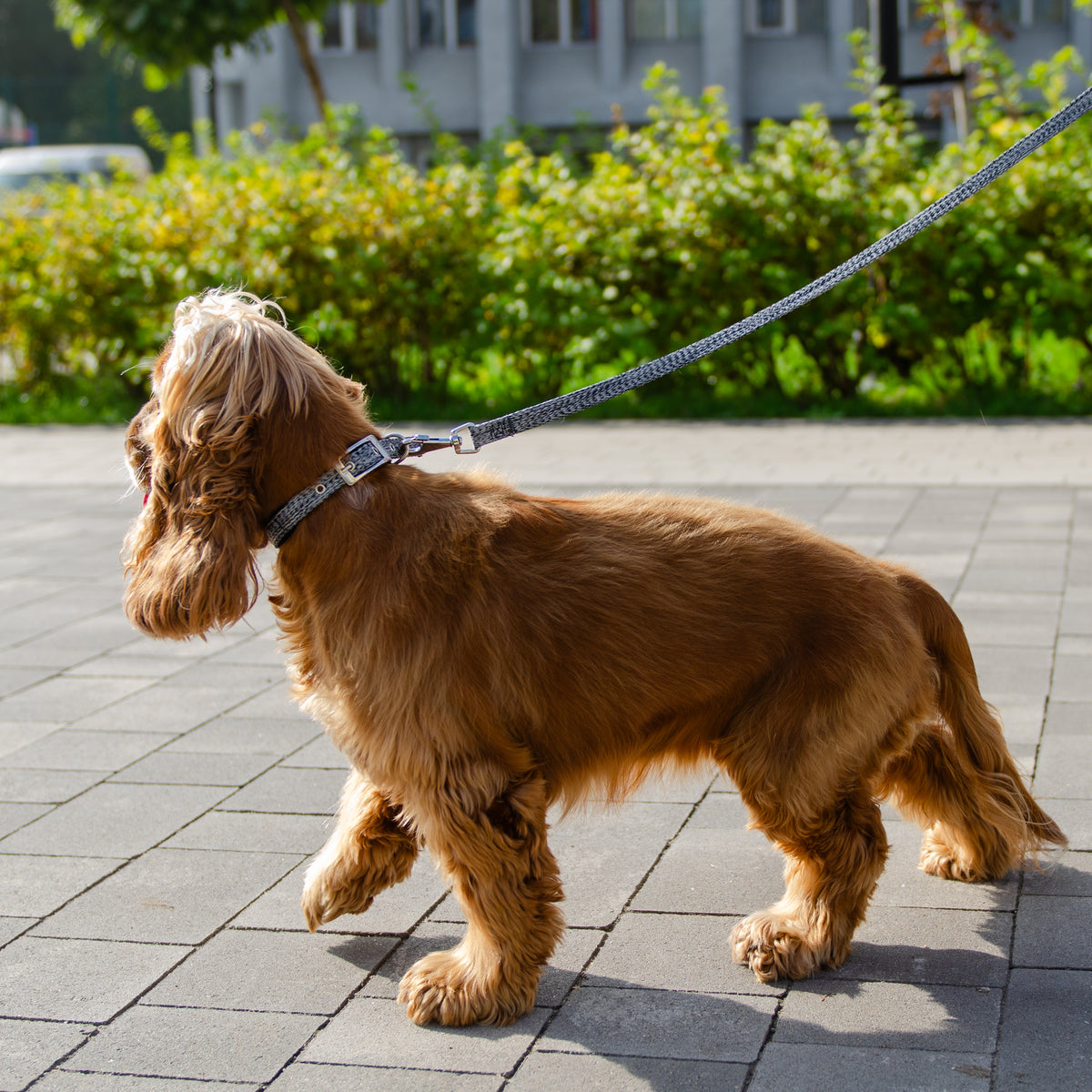 GREENER SOFT C Ferplast | Ferplast Italia